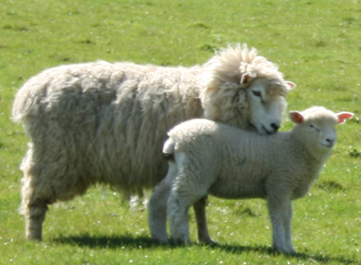 The Remarkable Benefits of Sheep Placenta – HERO SUPPLEMENTS