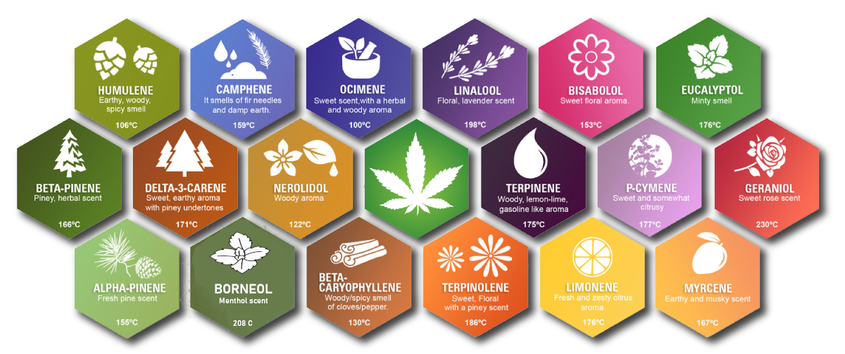 What are Terpenes? – HERO SUPPLEMENTS